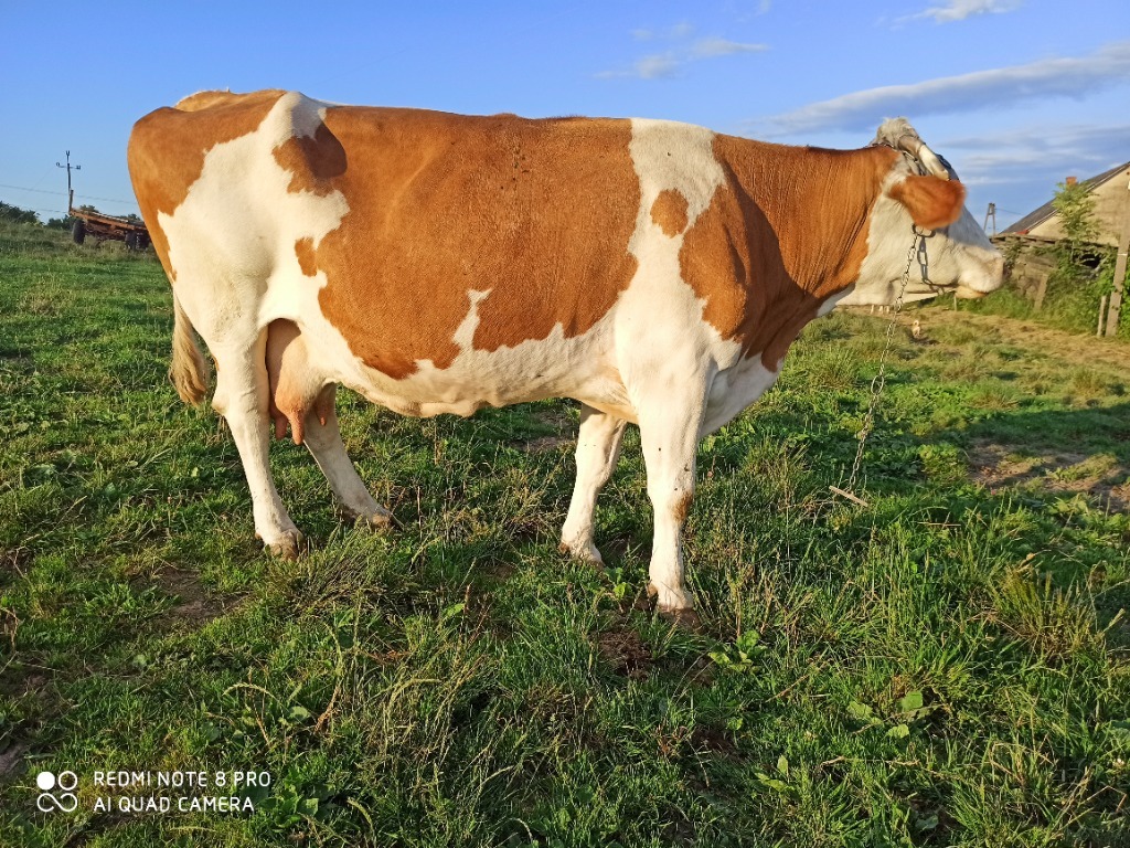 Krowę | Skrzydlna | Ogłoszenie na Allegro Lokalnie