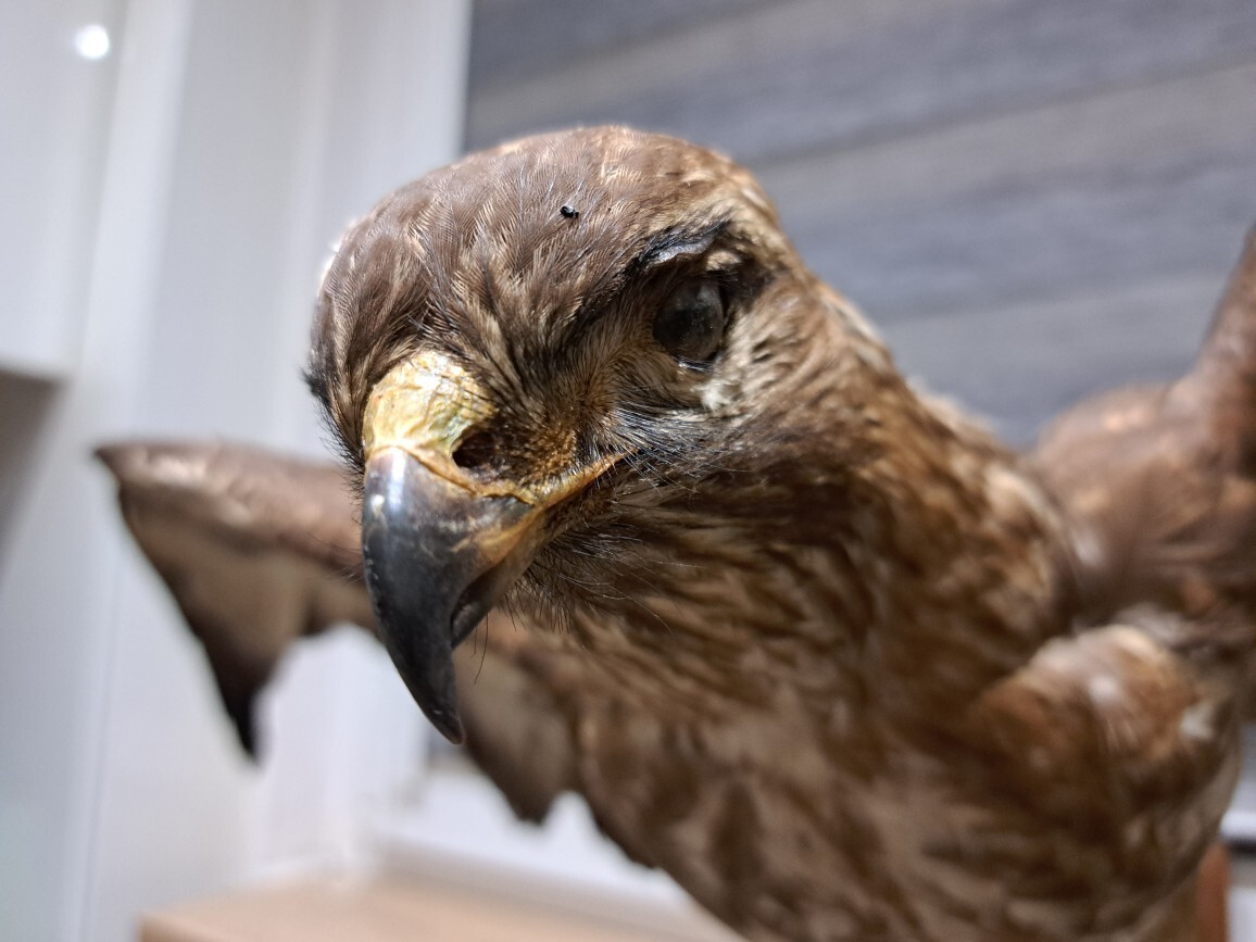 Wypchany ptak jastrząb | katowice | Ogłoszenie na Allegro Lokalnie