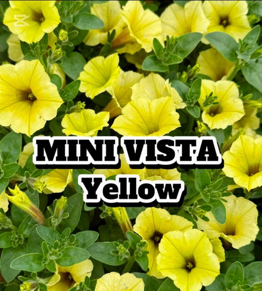 Supertunia Mini Vista Yellow | Wojcieszków | Kup teraz na Allegro Lokalnie