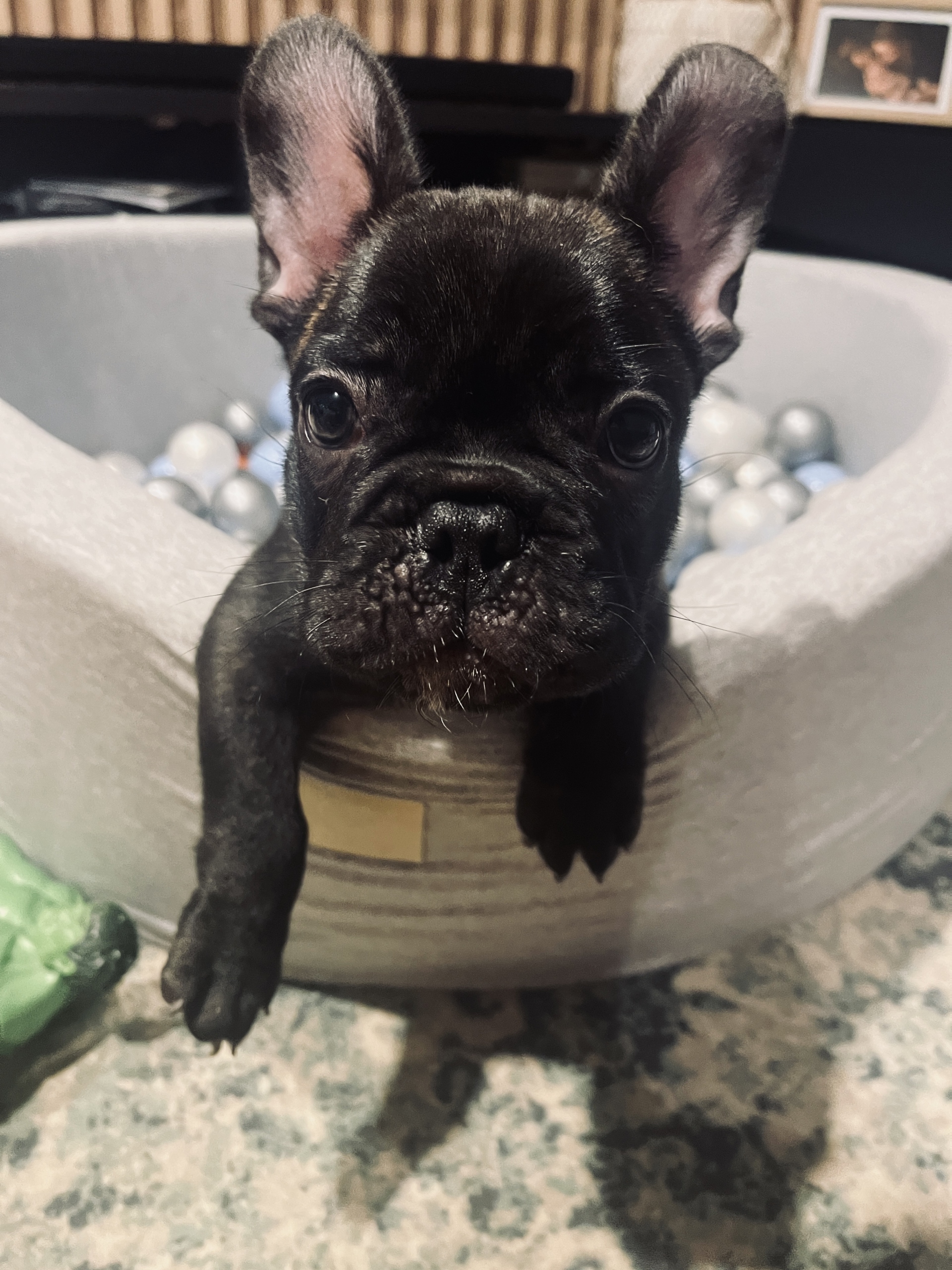 Buldog francuski piesek marengo | Włosienica | Ogłoszenie na Allegro ...