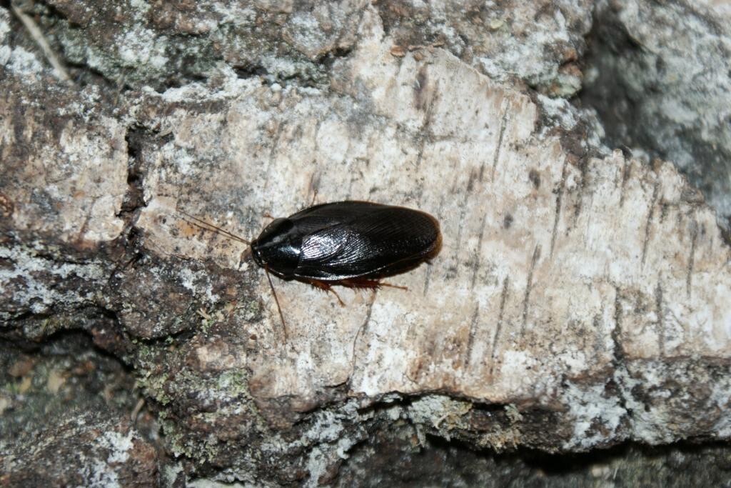 Pycnoscelus nigra karaczan ozdobny wietnamski | Wrocław | Ogłoszenie na ...