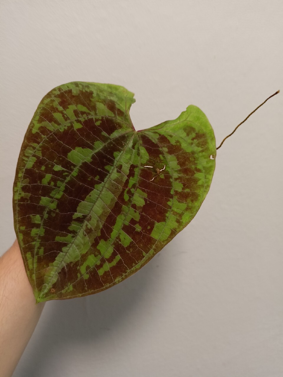 Dioscorea discolor silver | Szczecin | Kup teraz na Allegro Lokalnie