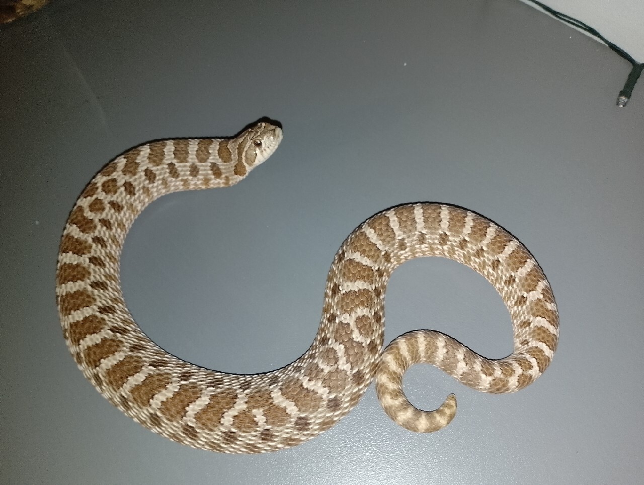 Wąż heterodon nacius samiec | Węgrów | Ogłoszenie na Allegro Lokalnie