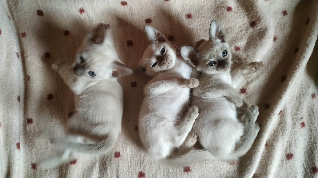 kot,koty, kotki, kocięta tonkijskie | Gdańsk | Ogłoszenie na Allegro Lokalnie