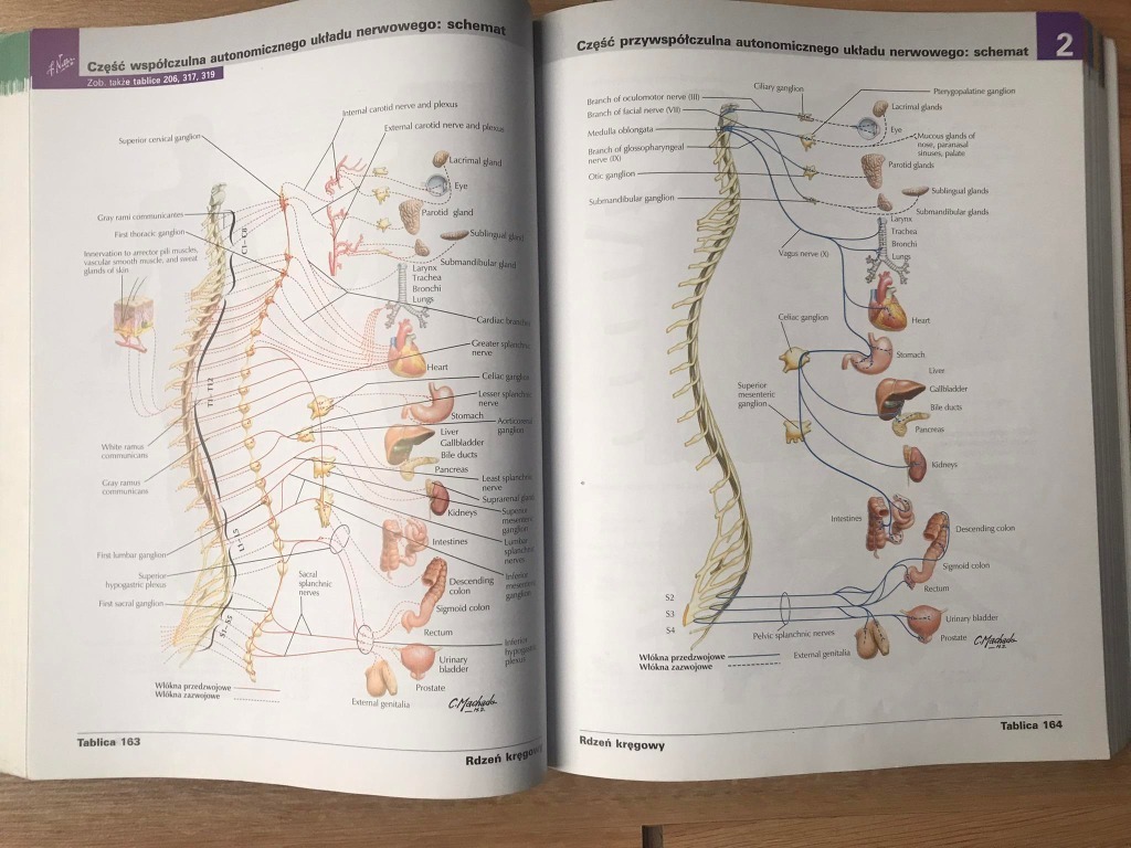 Atlas Anatomii Człowieka, Frank H. Netter, ang | Pręgowo Górne | Kup ...