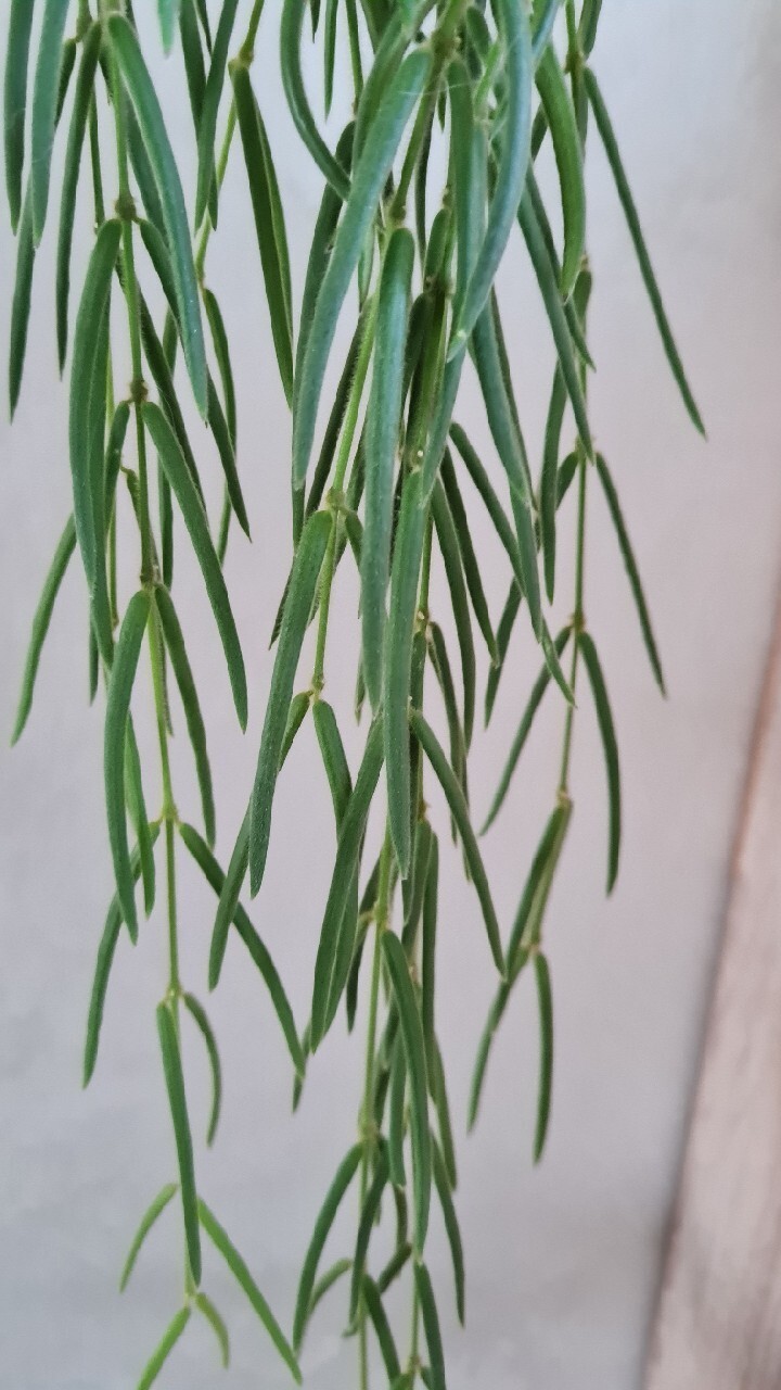 Hoya... Linearis | Niepołomice | Licytacja na Allegro Lokalnie