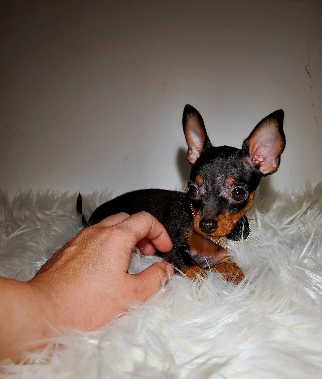 Prague Ratter 1,8 kg x 1,6 kg Praski Ratler Ratler | Łomża | Ogłoszenie ...