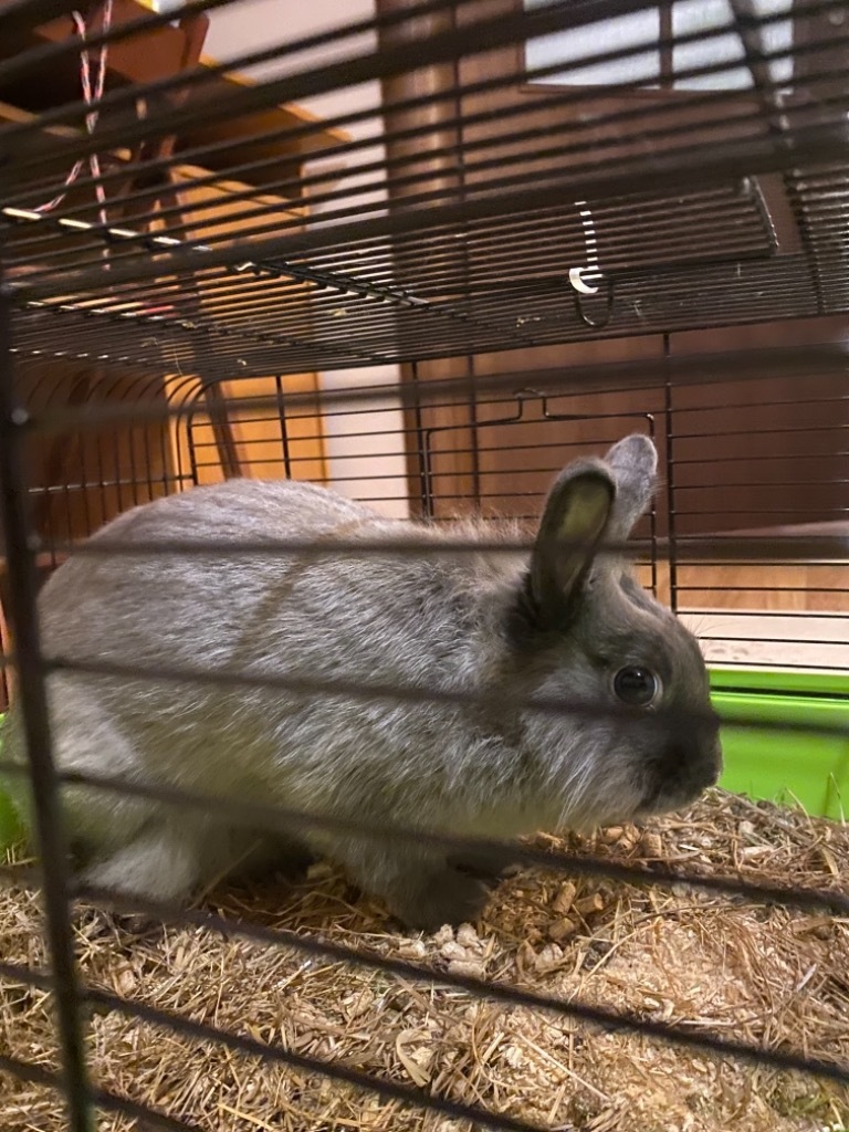 Królik miniaturka szary | Bieruń | Ogłoszenie na Allegro Lokalnie