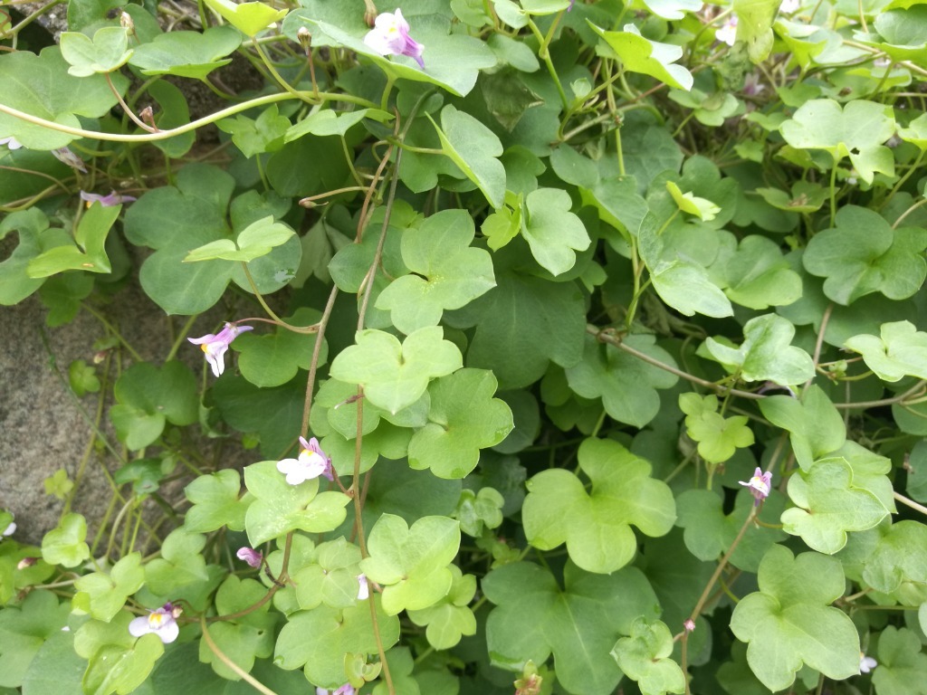 Cymbalaria Murowa - Niska cena na Allegro
