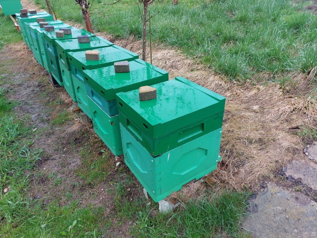 Ule Dadant, dadanta z pszczołami, pszczoły | Olsztyn | Ogłoszenie na ...