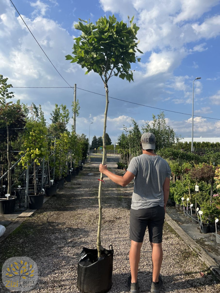 Platan Klonolistny Alphen’s Globe Obw 612cm Pień 180220cm | Sękocin ...