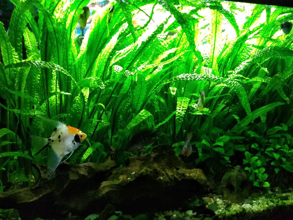 Kryptokoryna karbowana zwartka - zestaw 5 roślin | Jaworzno | Kup teraz ...