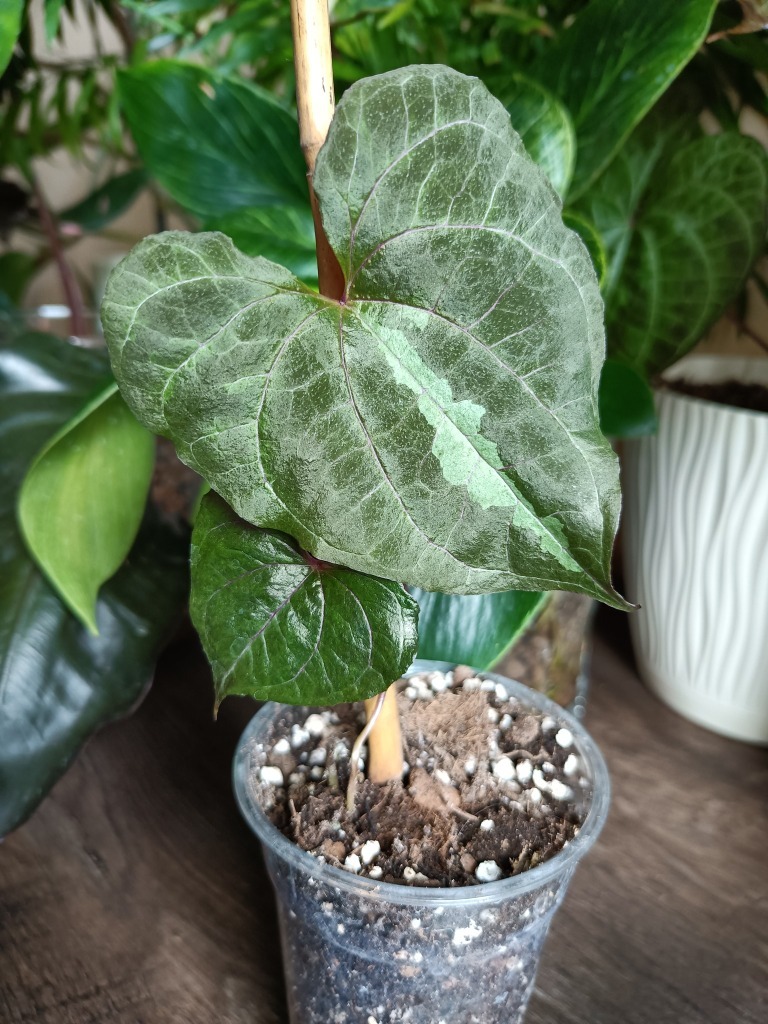 Discorea discolor | Wałbrzych | Kup teraz na Allegro Lokalnie