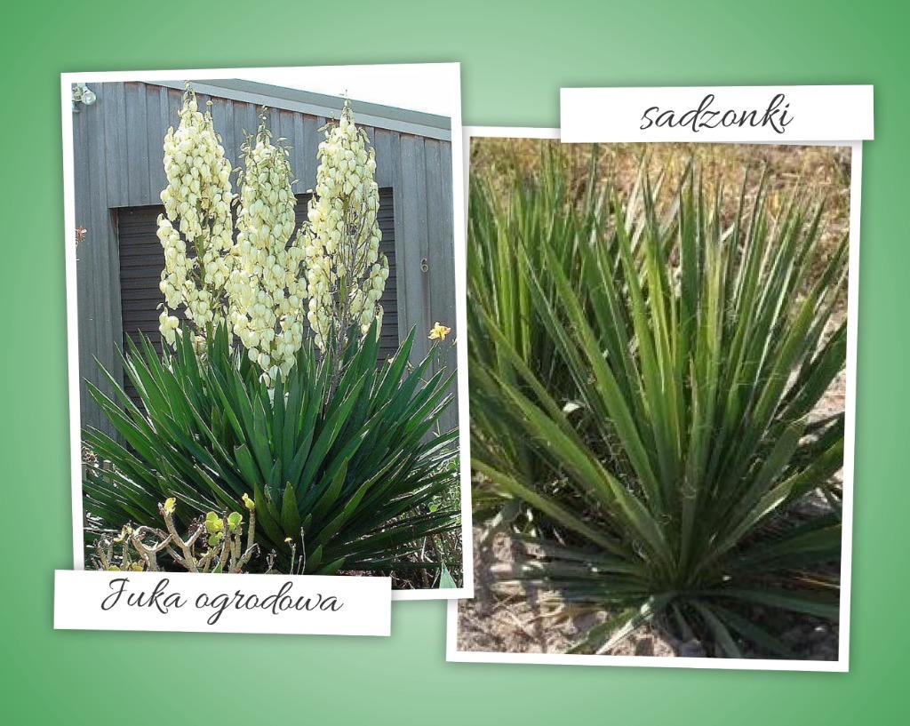 JUKA OGRODOWA KAROLIŃSKA 2 duże sadzonki | Warszawa | Kup teraz na Allegro Lokalnie