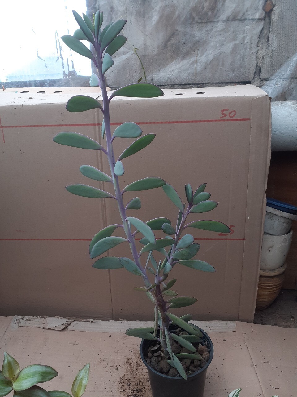 Senecio cramus | Ostrwów Wielkopolski | Kup teraz na Allegro Lokalnie