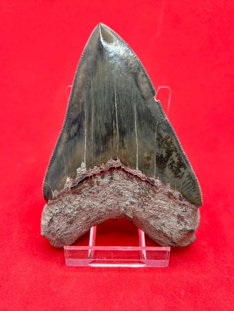 OGROMNY ZĄB REKINA MEGALODONA XLL - AUTENTYK | Warszawa | Kup teraz na ...