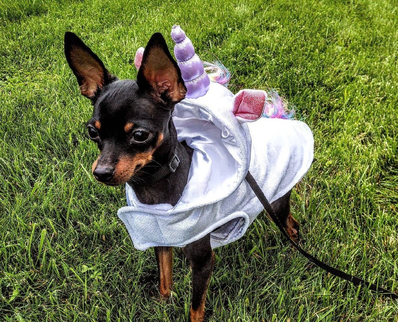 Praski Ratler - mniejszy od pinczer miniaturowy | Sopot | Ogłoszenie na ...