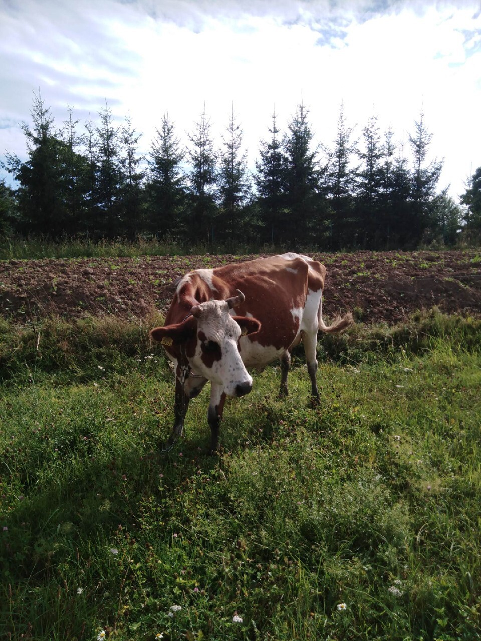 Krowy Sprzedam - Niska cena na Allegro