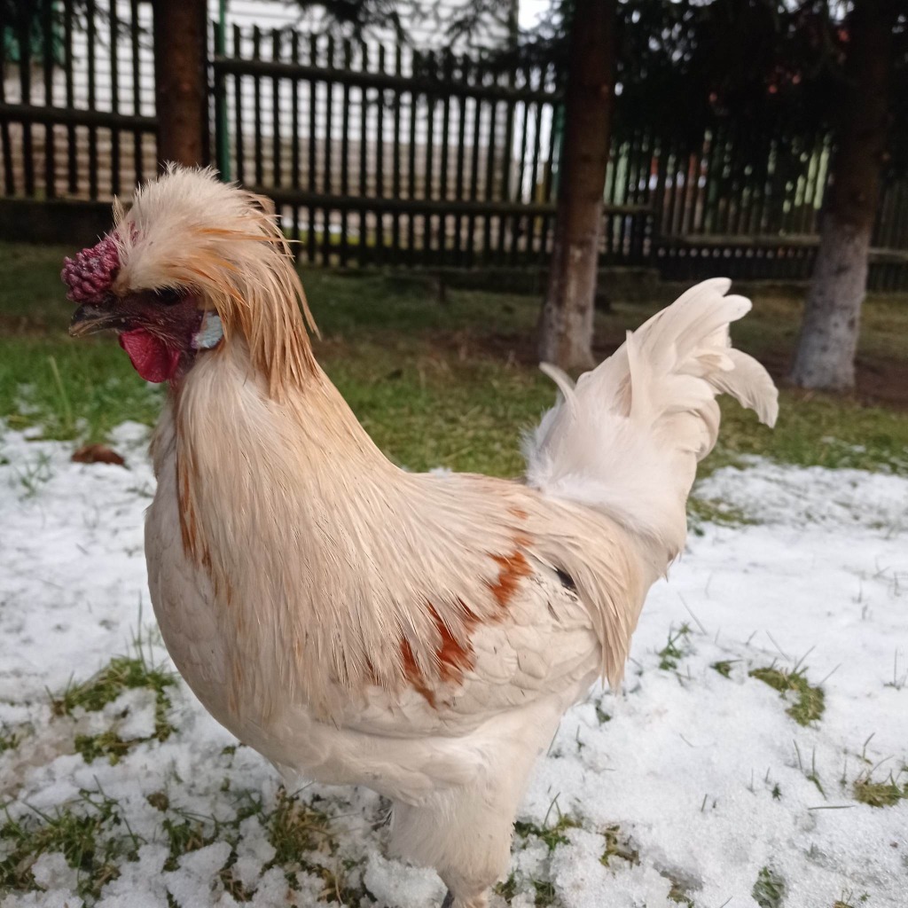 Kogut młody | Karniowice | Kup teraz na Allegro Lokalnie