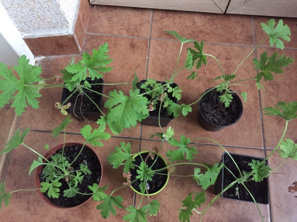 Pelargonia pachnąca geranium anginka cytrynka | Mielec | Kup teraz na ...