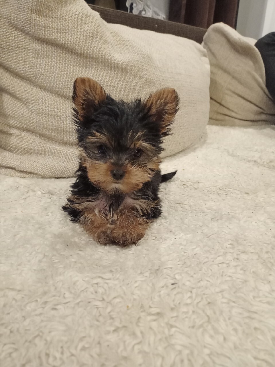 York Terier miniaturka xxs waga 1100 | Kalisz | Ogłoszenie na Allegro ...