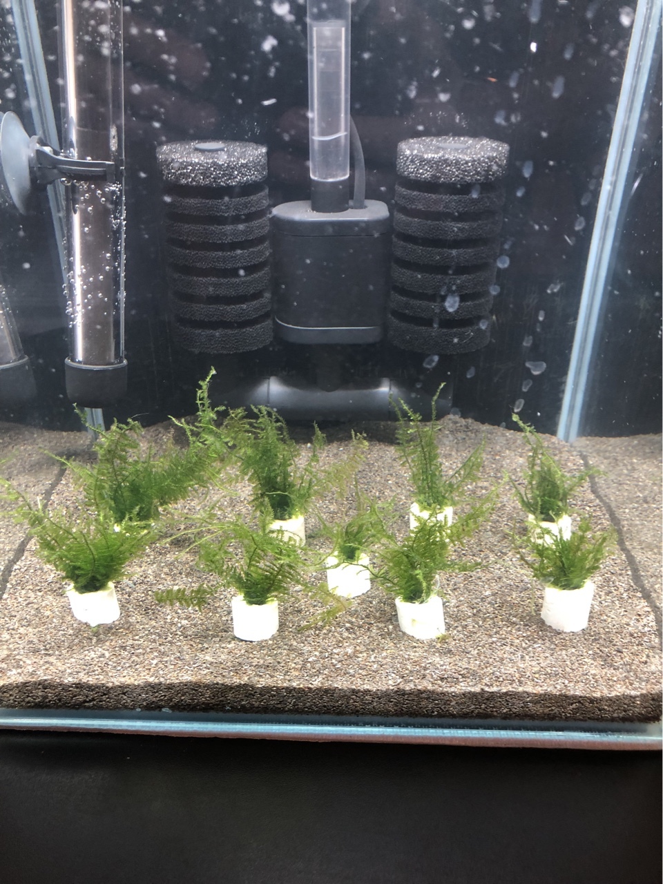 Mech Christmas moss | Stargard | Kup teraz na Allegro Lokalnie