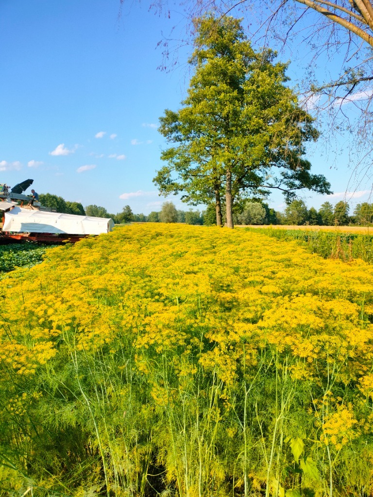 Koper do kwaszenia ogórków | Kozienice | Kup teraz na Allegro Lokalnie