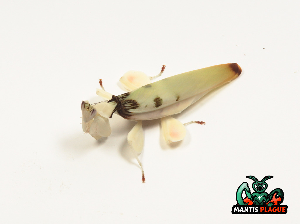 Modliszka Storczykowa L3 od Mantis Plague | Wrocław | Kup teraz na ...