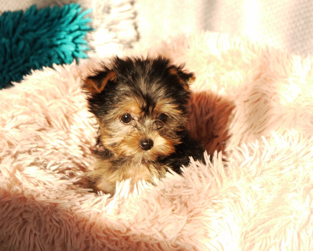 York Yorki Miniaturki | Sucha Beskidzka | Ogłoszenie na Allegro Lokalnie