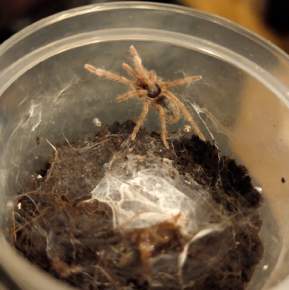 22 szt Neoholothele incei GOLD i classic | Jelcz-Laskowice | Licytacja ...