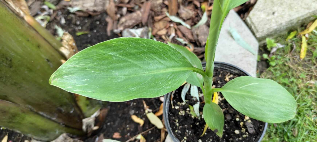 Bananowiec Musa Acuminata Papua Yellow, niewybarwione sadzonki ...
