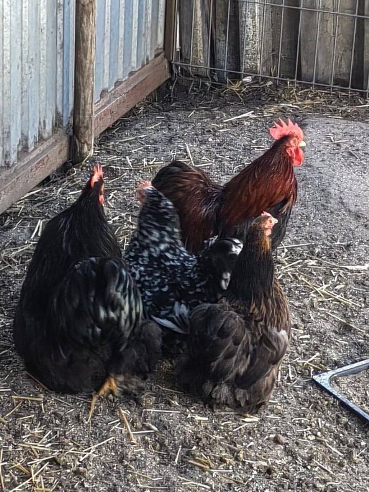 Kury ozdobne Kochiny miniaturowe | Słubice | Ogłoszenie na Allegro Lokalnie