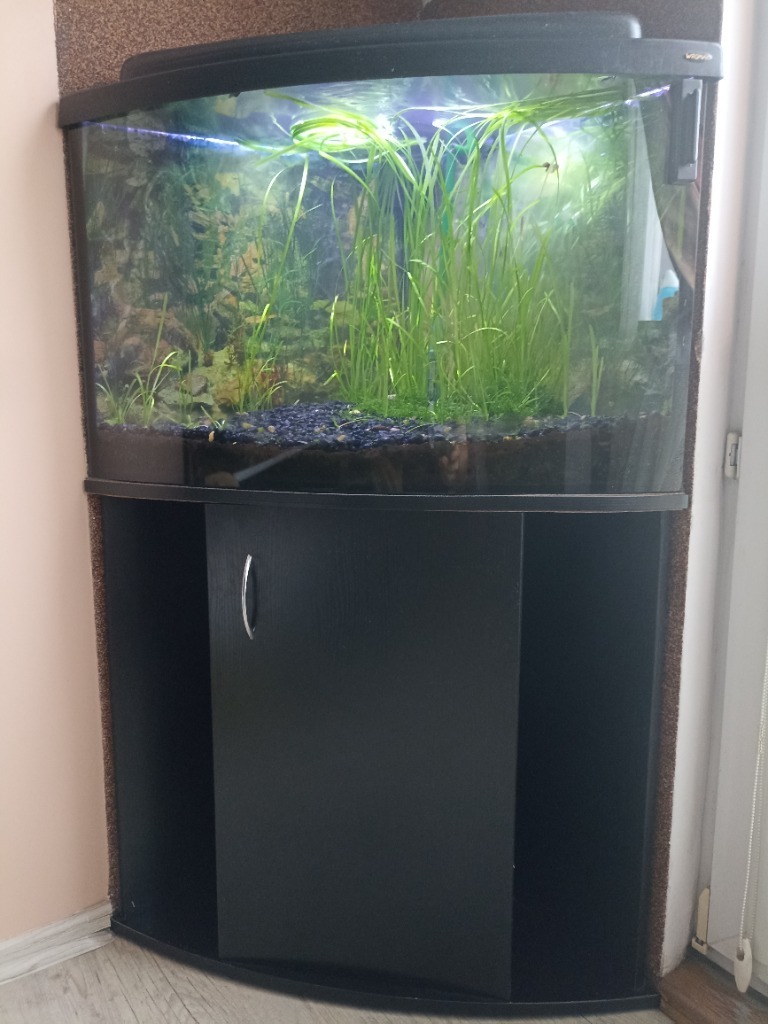 akwarium narożne 90l z szafką + filtr EHEIM 150 | Warszawa | Kup teraz ...