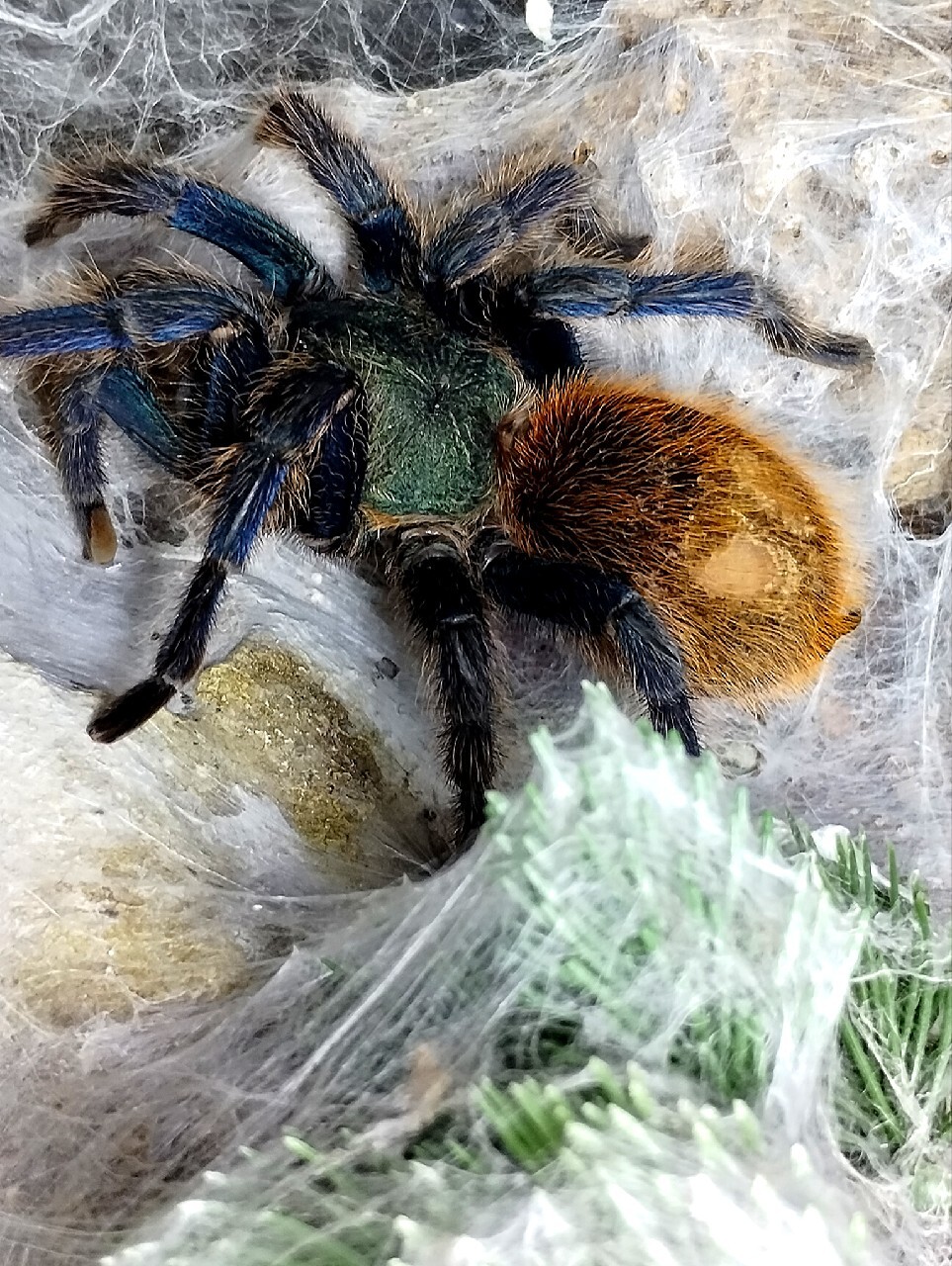 Chromatopelma cyaneopubescens samica 7dc | Gostyń | Kup teraz na ...