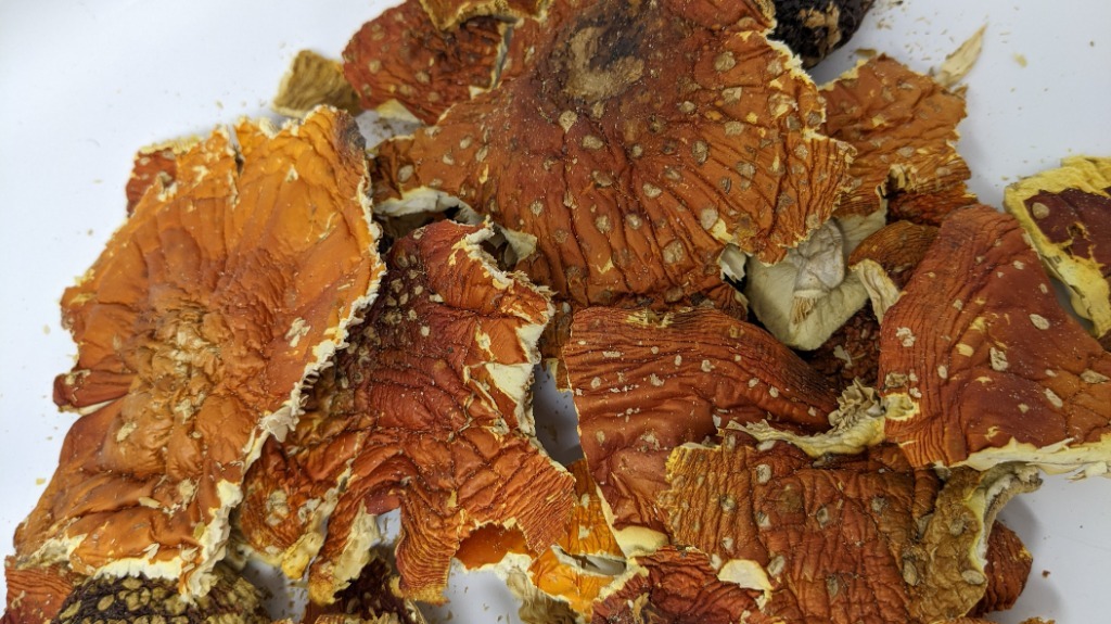Amanita Muscaria Muchomor Czerwony 50g Suszony | Gdynia | Kup teraz na ...