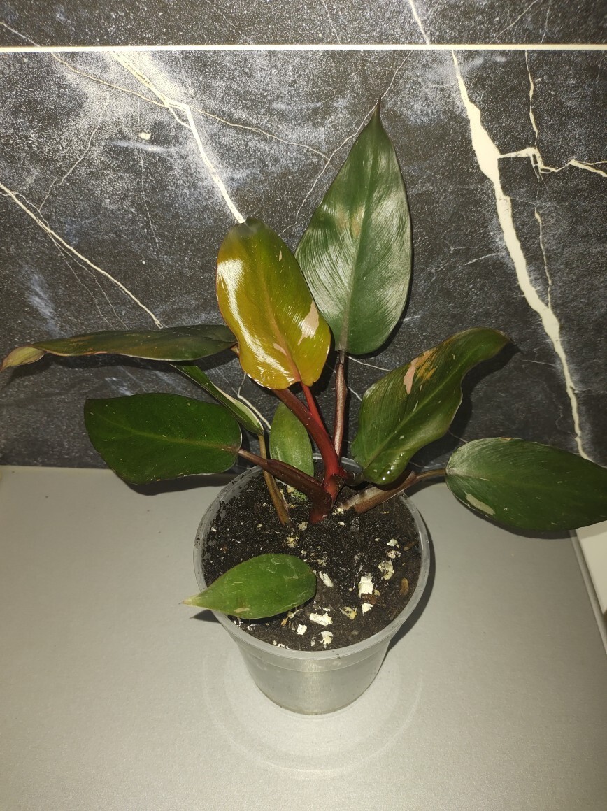 Philodendron pink princess roślina kolekcjonerska | Oświęcim | Kup ...