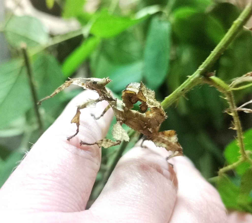 Straszyk - Niska cena na Allegro.pl