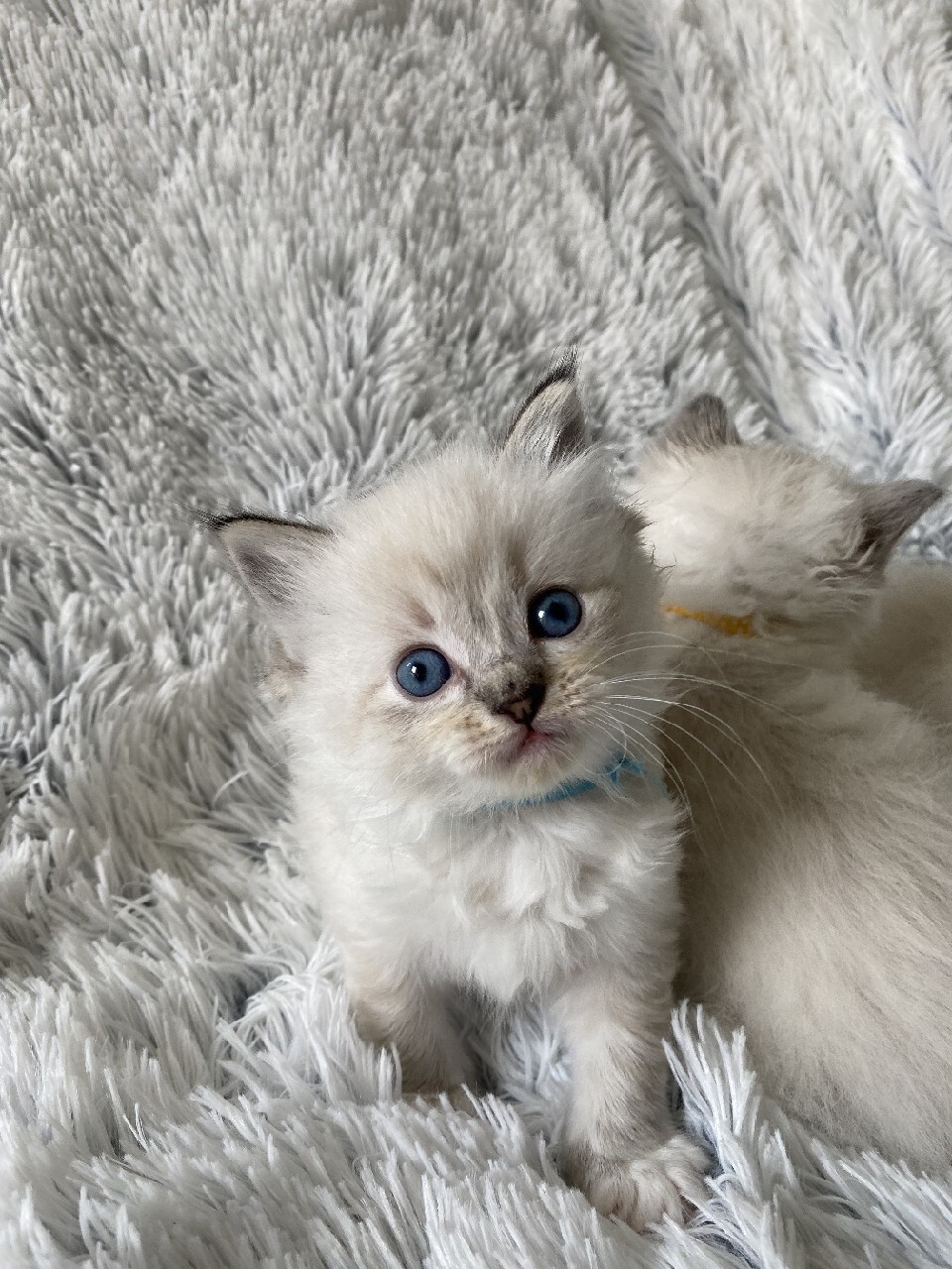 Koty rasy Ragdoll | Tarnów | Kup teraz na Allegro Lokalnie