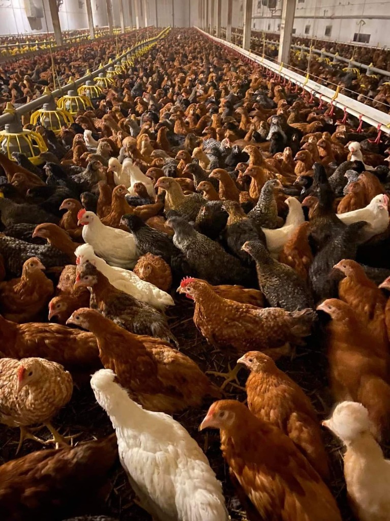 KURY NIOSKI ROSA Green Shell | Ostrowiec Świętokrzyski | Ogłoszenie na ...