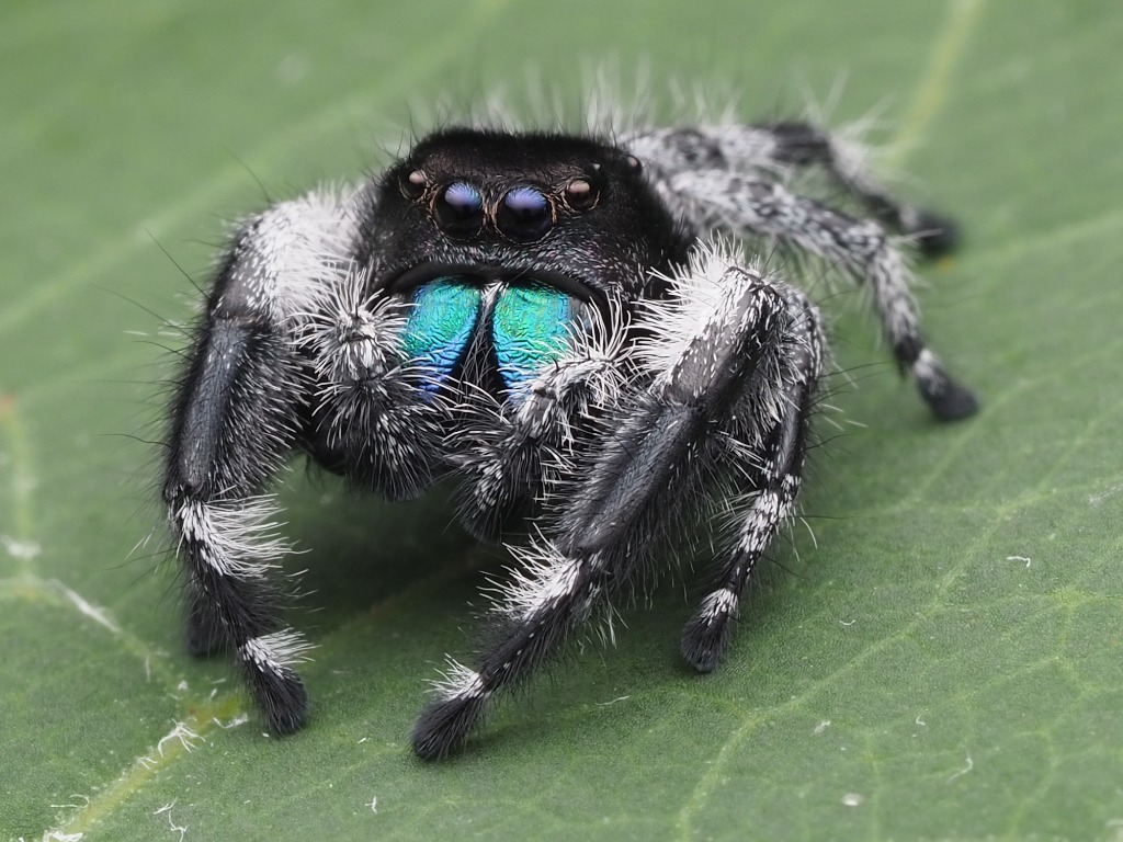 Skakun Królewski Phidippus regius 'everglades' L4 | Częstochowa | Kup ...