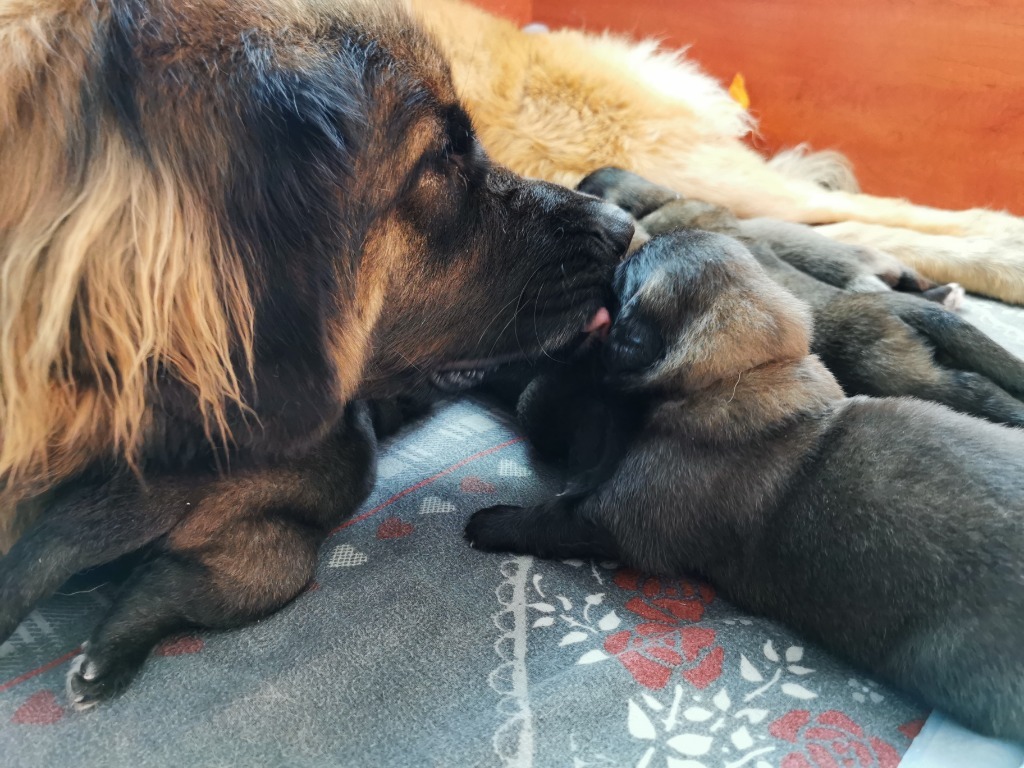 LEONBERGER szczeniaki | Las | Ogłoszenie na Allegro Lokalnie