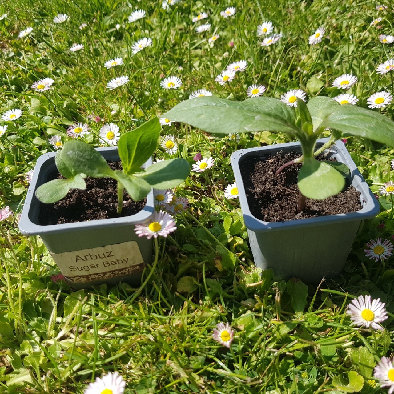 Sadzonka Słonecznika - Rośliny ogrodowe - Największy wybór roślin ...