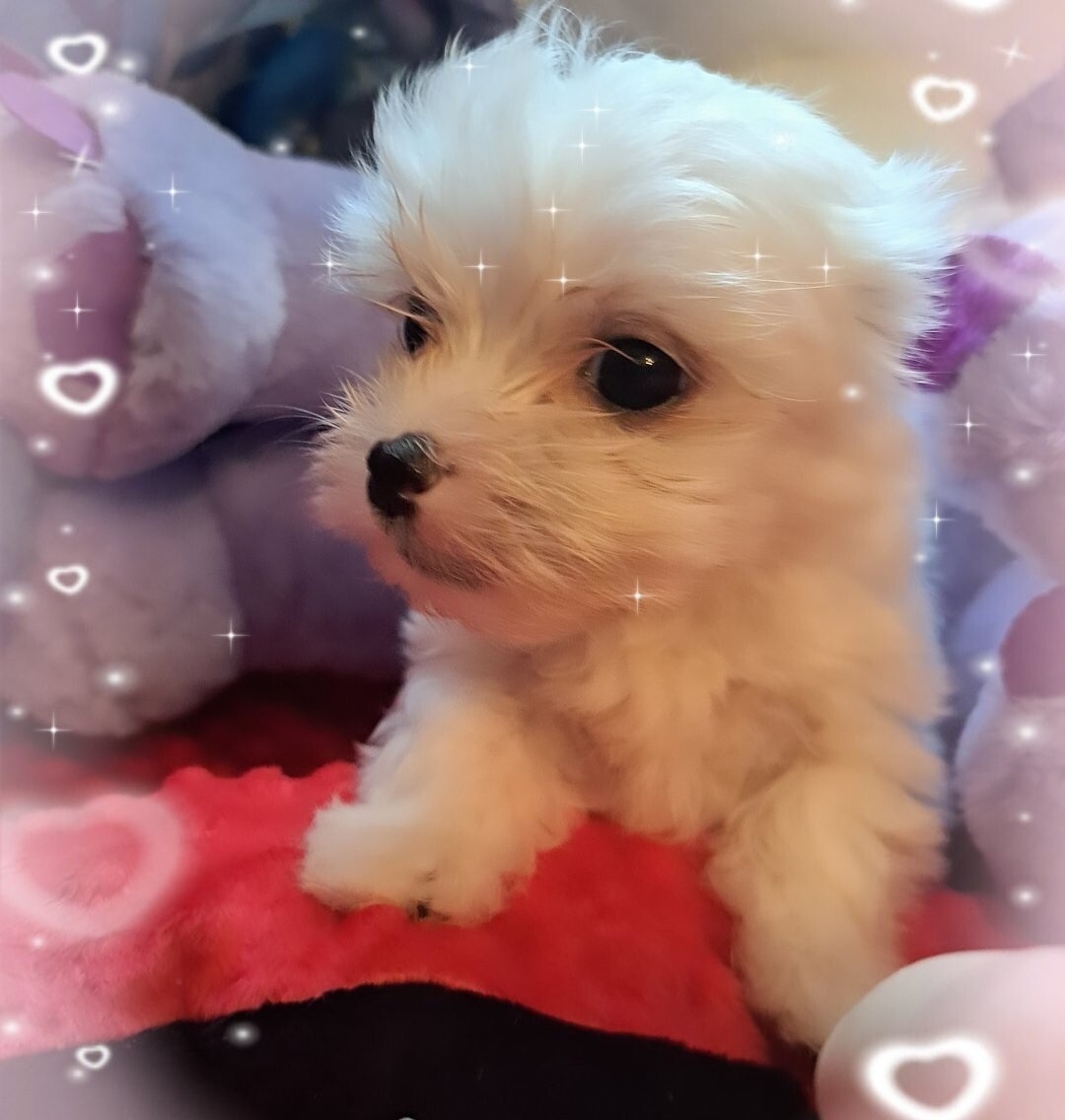 Maltańczyk Miniaturka - Niska cena na Allegro.pl