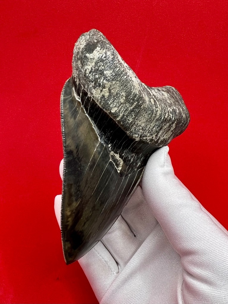 OGROMNY ZĄB REKINA MEGALODONA XLL - AUTENTYK | Warszawa | Kup teraz na ...