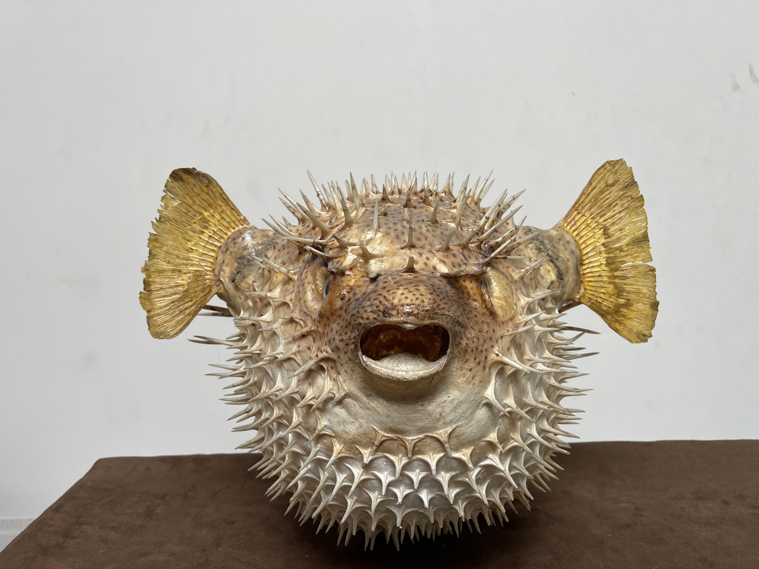 Duża Spreparowana Ryba Rozdymka | Warszawa | Ogłoszenie na Allegro Lokalnie