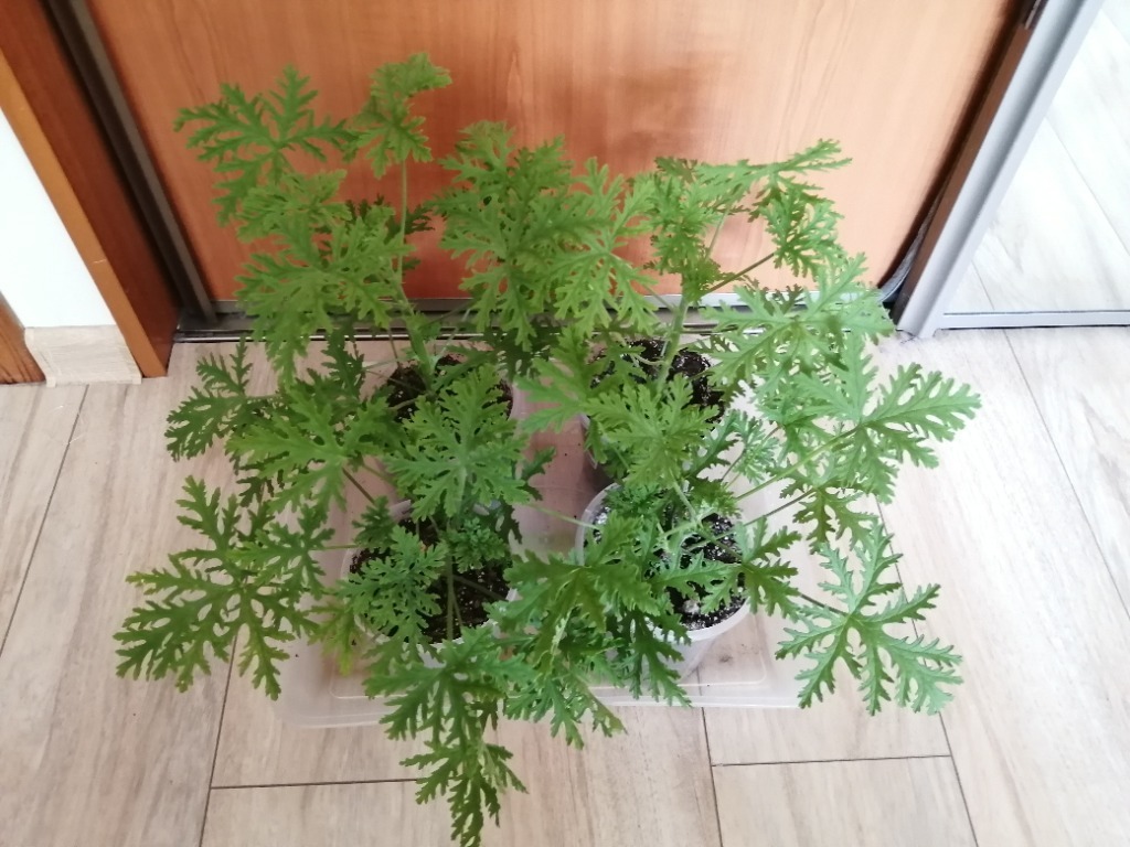 Geranium, anginka, cytrynka ekologiczna | Ruda Białaczowska | Kup teraz ...