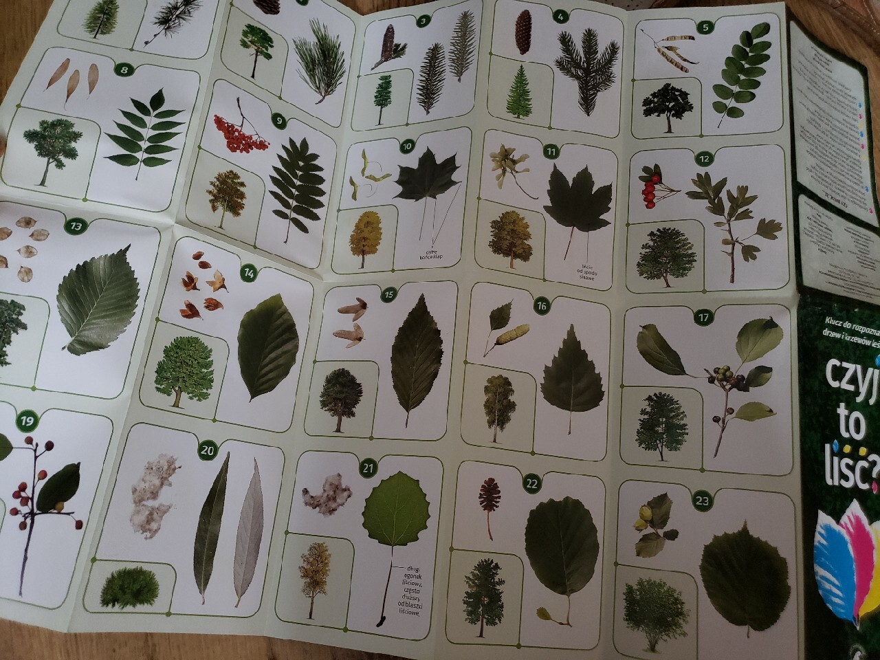 Klucz do rozpoznawania drzew i krzewów leśnych | Gliwice | Kup teraz na ...