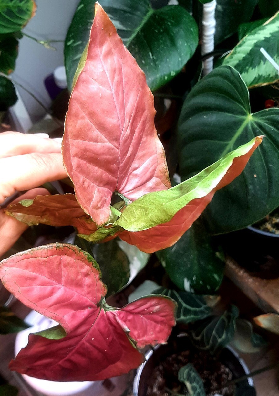 Syngonium Orm Nak Red | Lubartów | Kup teraz na Allegro Lokalnie