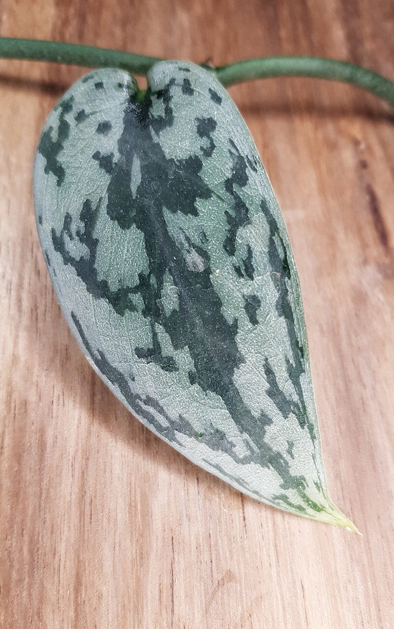 Scindapsus Silver Lady - Niska cena na Allegro.pl