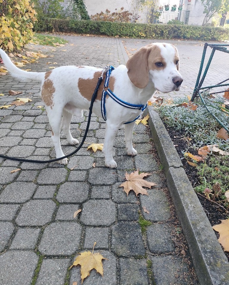 Beagle Bicolor - Niska cena na Allegro.pl